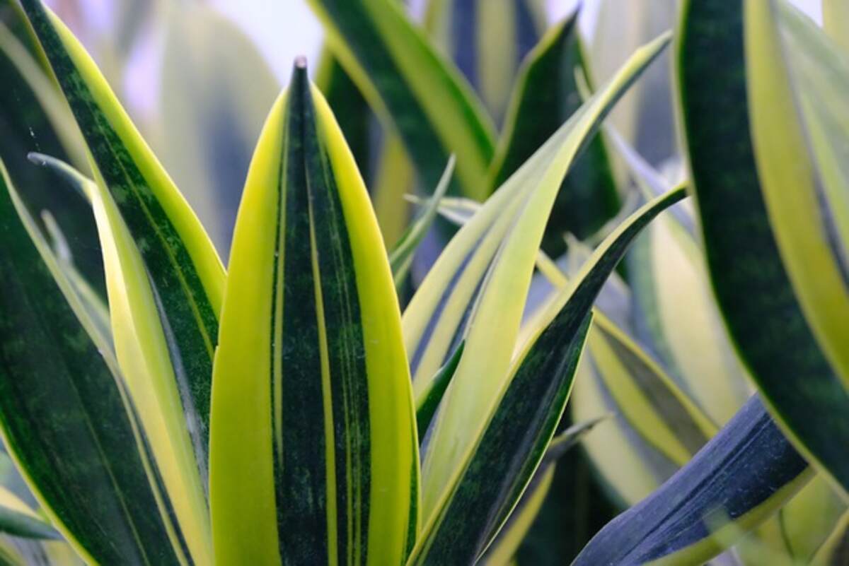 Snake Plant Benefits: Harnessing Nature's Wonders - Articlesubmited