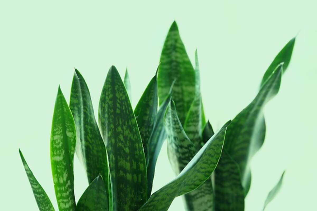 Snake Plant Benefits: Harnessing Nature's Wonders - Articlesubmited